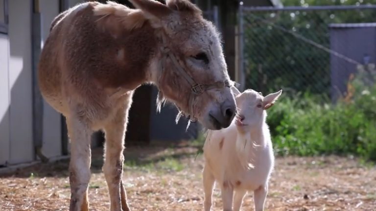 Goat almost dies of grief until reunited with best friend burro - Dr ...