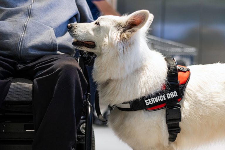 What you may not know about service animals - Dr. Marty Becker